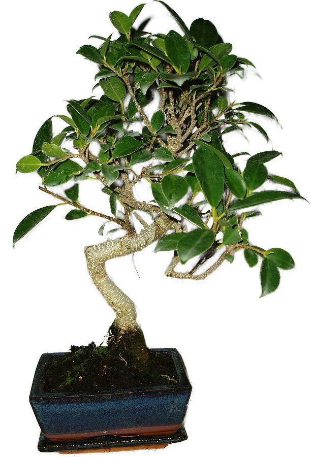 Ficus retusa - fíkovník - bonsai 495 - Bonsai-shop.cz